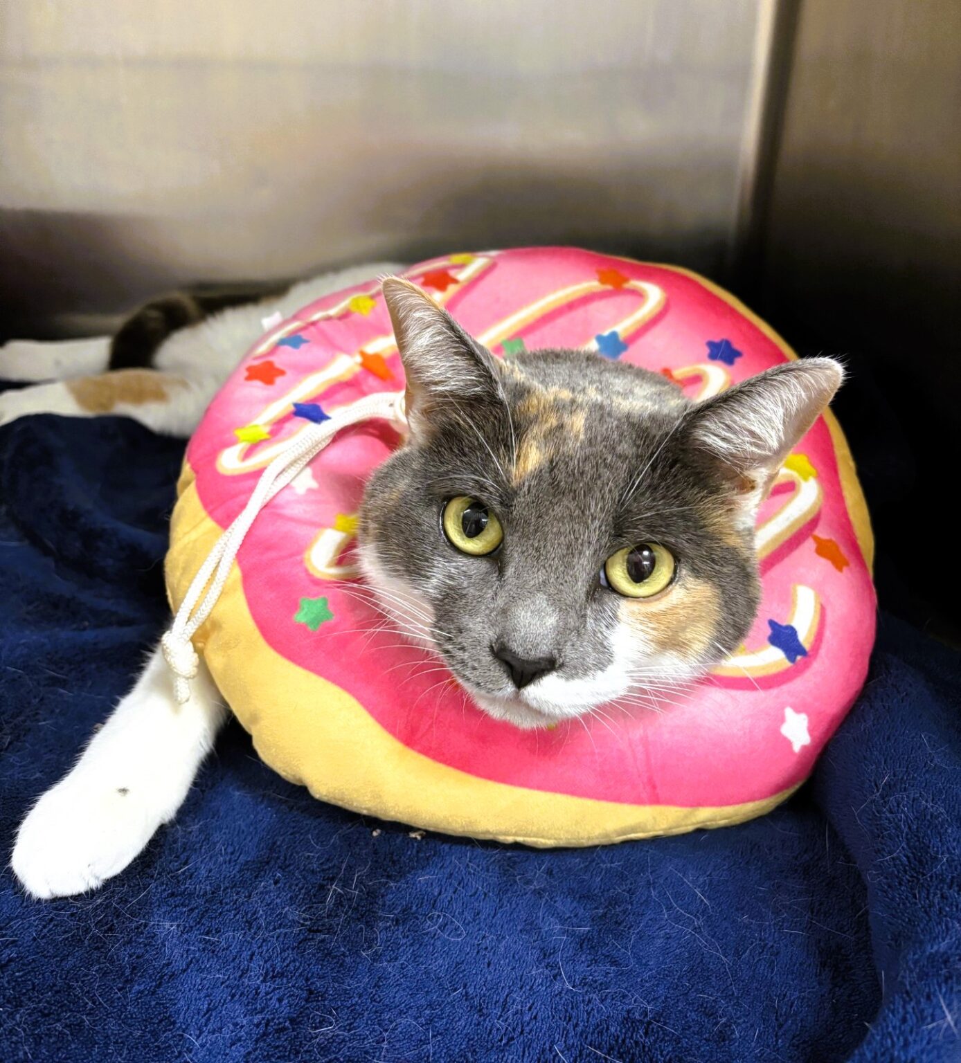 Home - Countryside Animal Clinics of DeLand