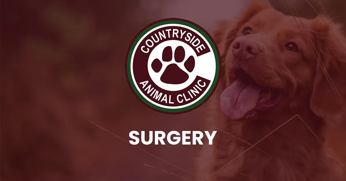 Surgery - Countryside Animal Clinics of DeLand